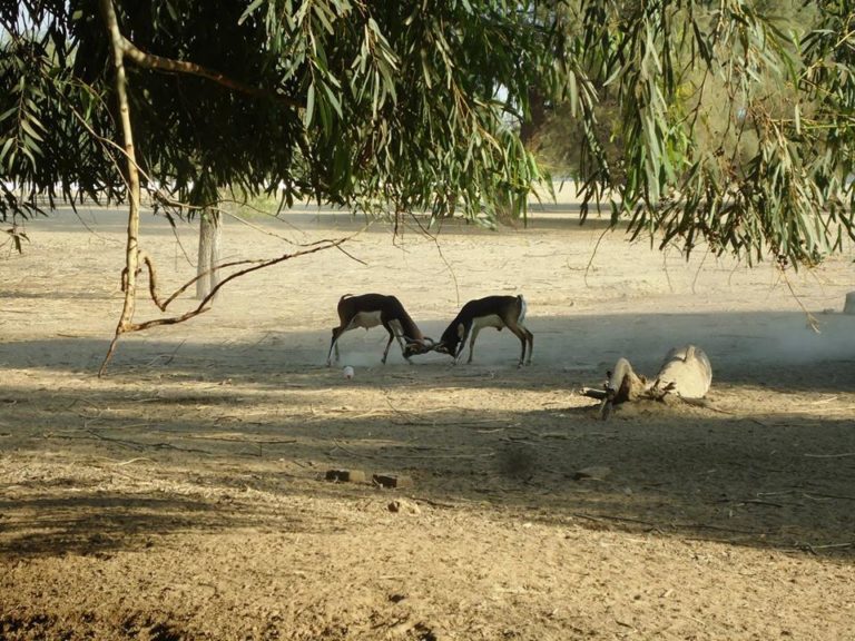 Best Places To Visit In Bahawalpur | Rising Pakistan Best Places To Visit In Bahawalpur | Rising Pakistan